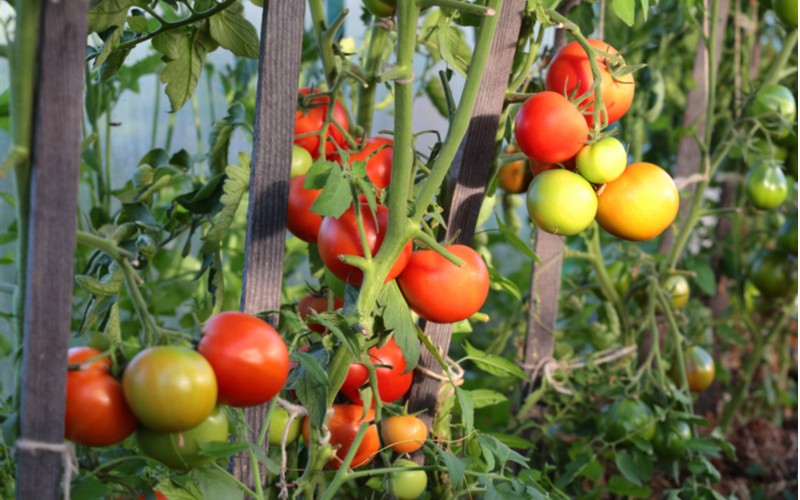 Jak pěstovat rajčata a jaké nemoci jejich nejčastěji postihují ...