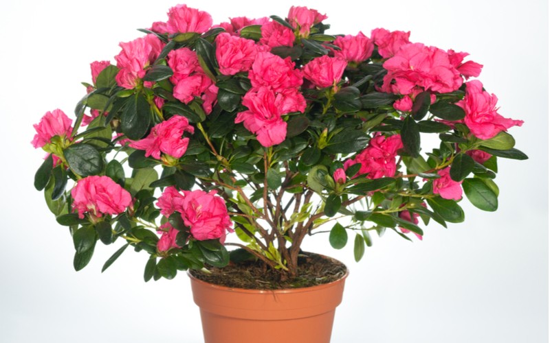 Azalka - pěstování, péče + 8 souvisejících faktů - Cestakbydlení