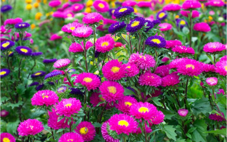 Květy astry - jak sázet a pěstovat tyto trvalky - Cestakbydlení