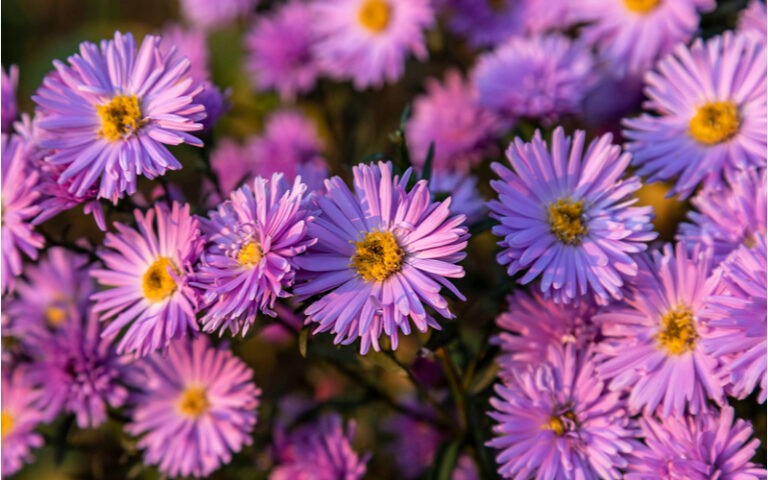 Květy astry - jak sázet a pěstovat tyto trvalky - Cestakbydlení