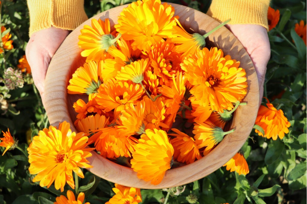 Měsíček lékařský - kdy sázet, jak pěstovat a sušit - Cestakbydlení