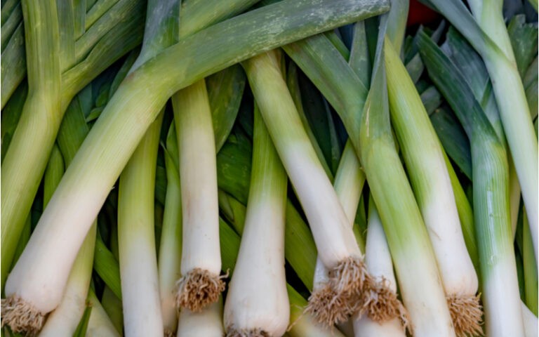 Pěstujeme pórek - kdy as čím ho sázet, kde koupit semena - Cestakbydlení