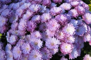 Květy astry - jak sázet a pěstovat tyto trvalky - Cestakbydlení