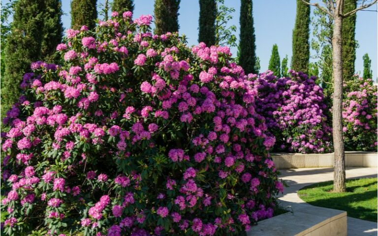 Rododendron - pěstování, péče, rozmnožování - Cestakbydlení