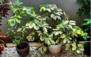 Šeflera - pěstujeme oblíbenou klidovou rostlinu - Cestakbydlení