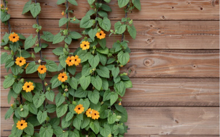 Černooká Zuzana - pěstování + tipy na přezimování - Cestakbydlení