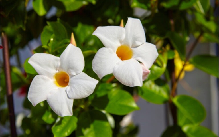 Pěstujeme mandevillu (dipladenii) přezimování, stříhání - Cestakbydlení