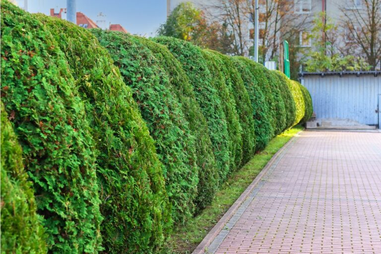 Pěstujeme rychle rostoucí živý plot + vhodné dřeviny - Cestakbydlení