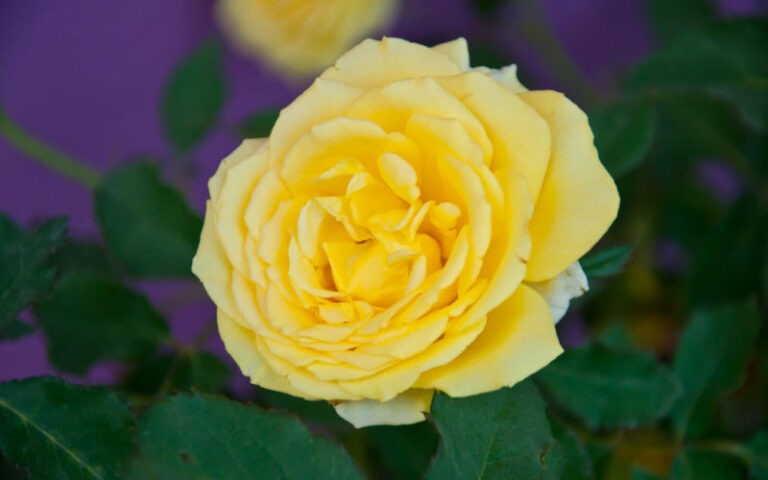 Netýkavka - jak pěstovat krásný balkonový květ - Cestakbydlení