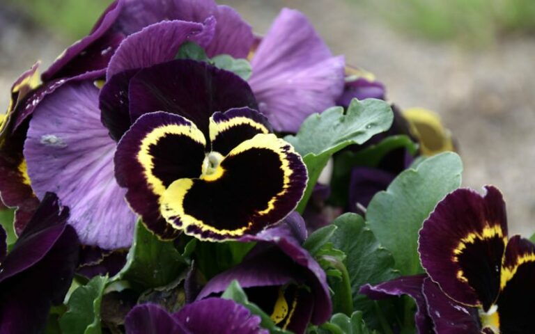 Toto je 14 nejkrásnějších květin do stínu - inspirujte se - Cestakbydlení